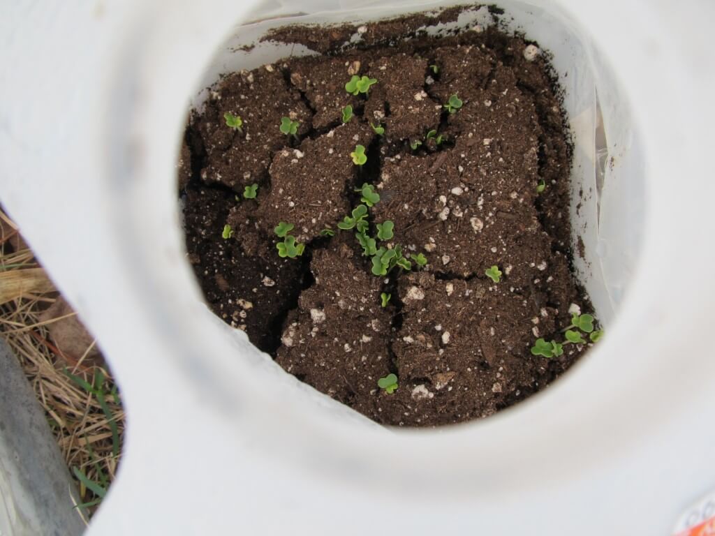 Write with Me Wednesday | Sara Barry